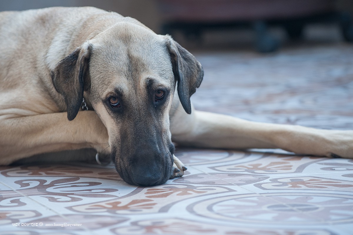 kangal karabash dog in Israel כלב קנגל בישראל – בית גידול לקראבש כלב ...